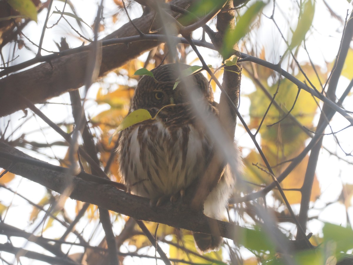 eBird Checklist - 17 Jan 2026 - 福州国家森林公园 (Fuzhou National Forest Park ...