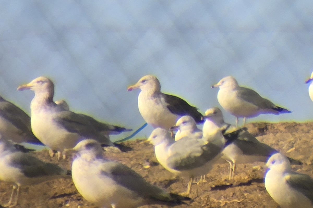 Pennsylvania Bird Atlas Checklist - 13 Jan 2026 - SE Chester Co. Refuse ...