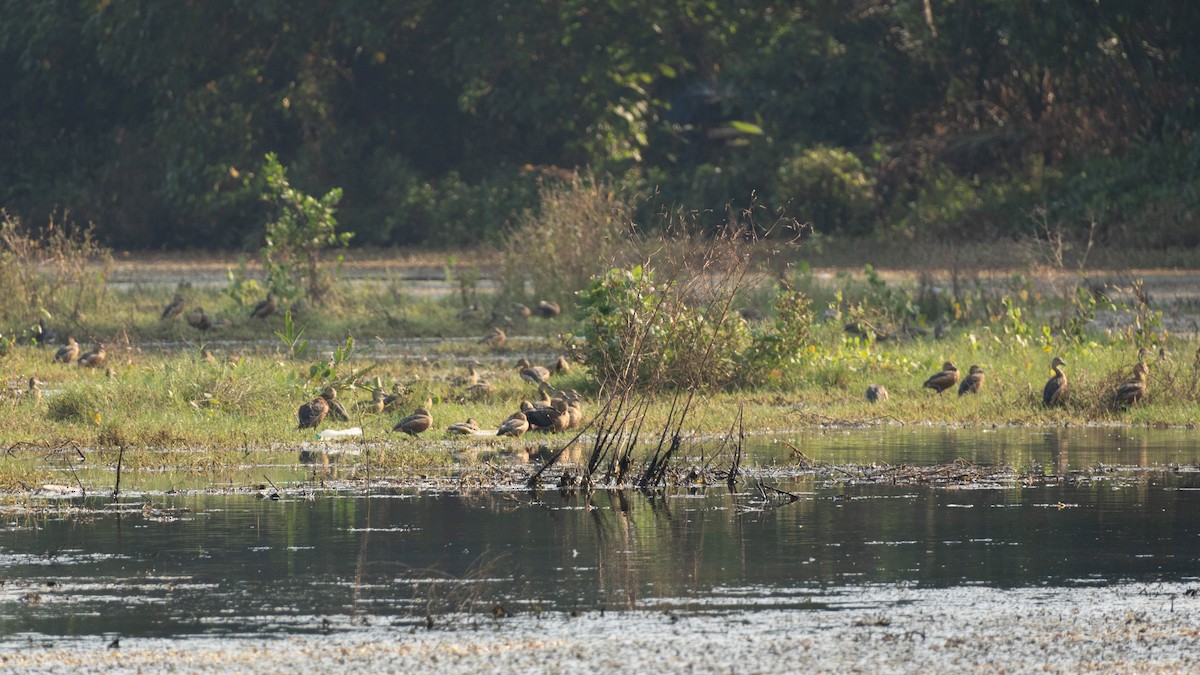 eBird Checklist - 15 Jan 2026 - Varapuzha--Devaswompadam Fish Landing ...