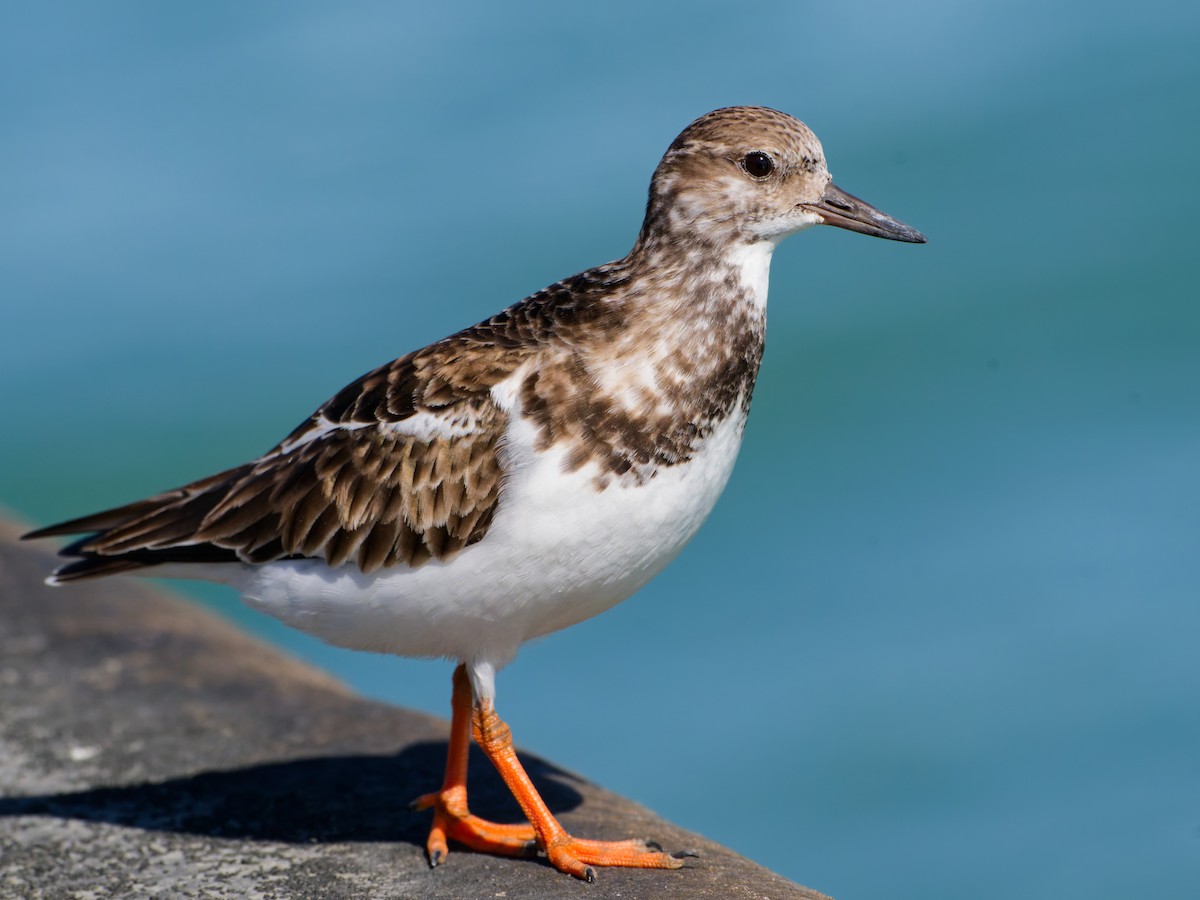 ML649082338 - Ruddy Turnstone - Macaulay Library