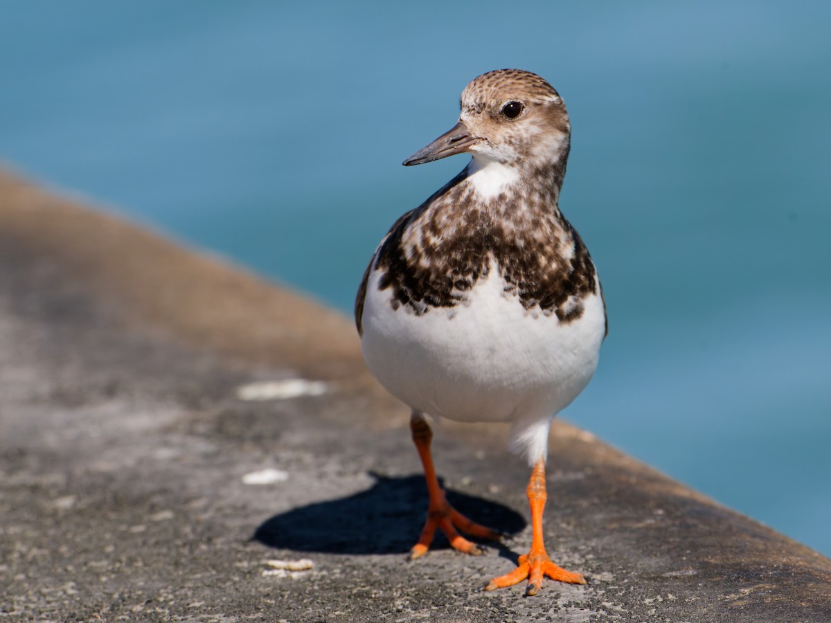 ML649082339 - Ruddy Turnstone - Macaulay Library