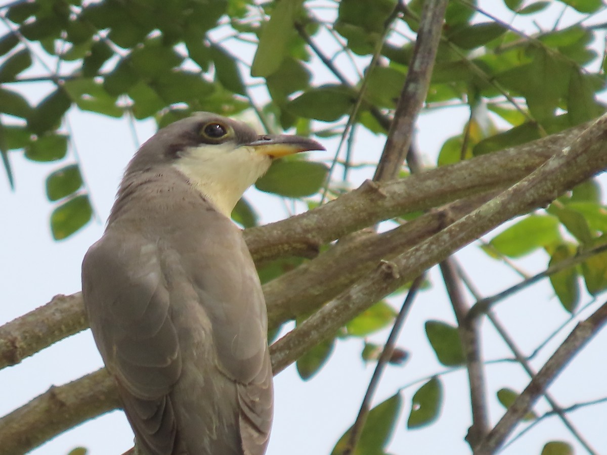 eBird Checklist - 3 Jan 2025 - Medio Queso wetland - 22 species