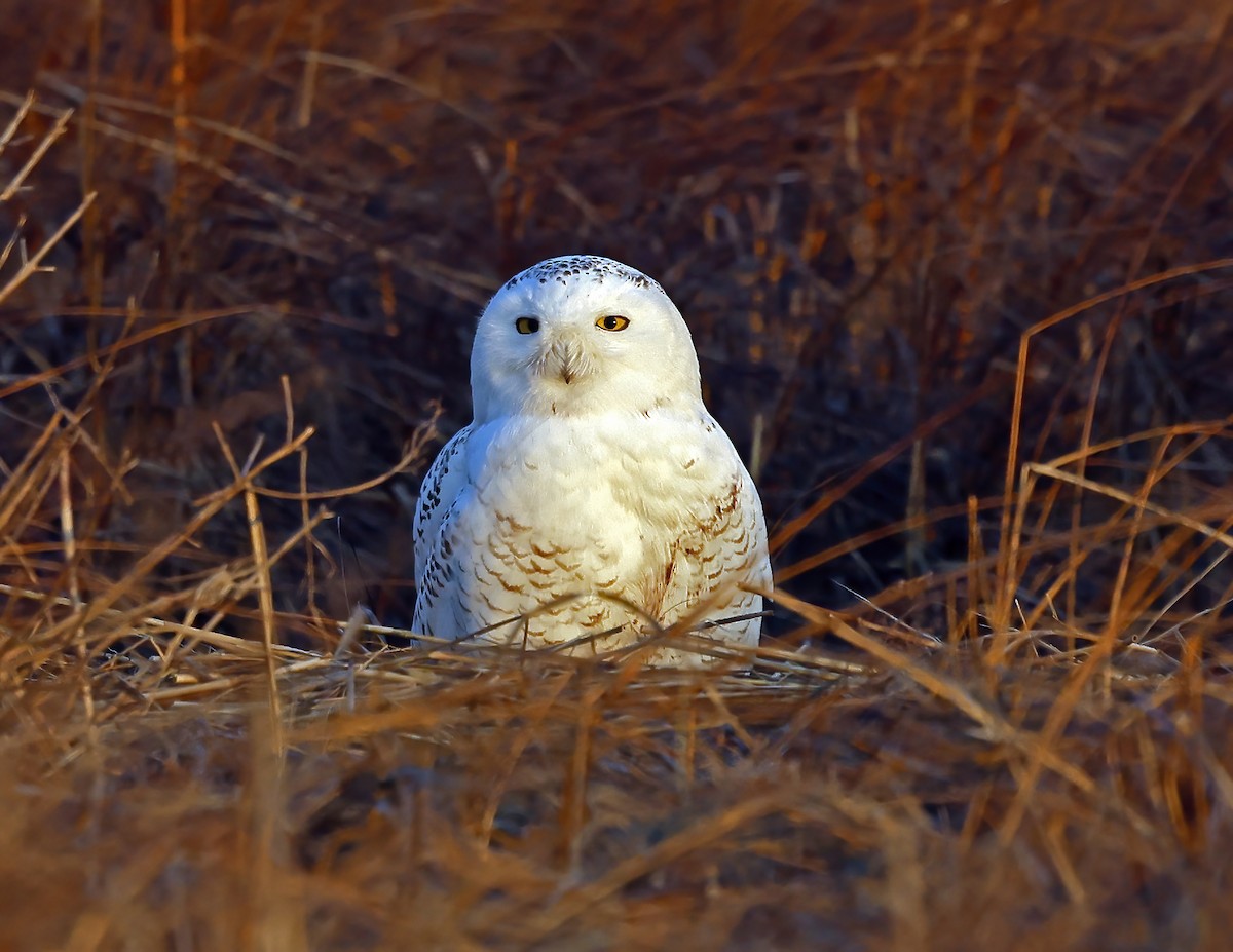 ML649096229 - Snowy Owl - Macaulay Library