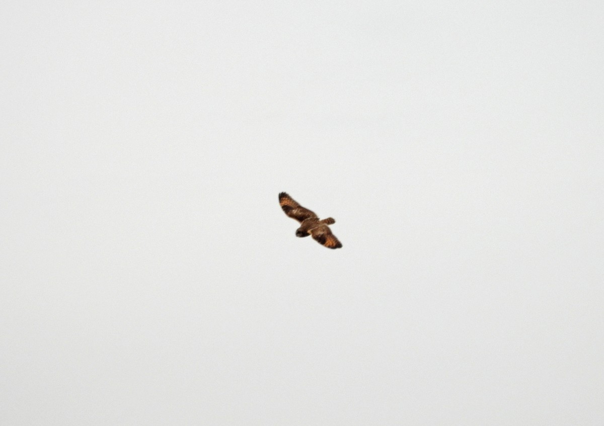 eBird Checklist - 17 Jan 2026 - Hartlen Point - 38 species (+1 other taxa)