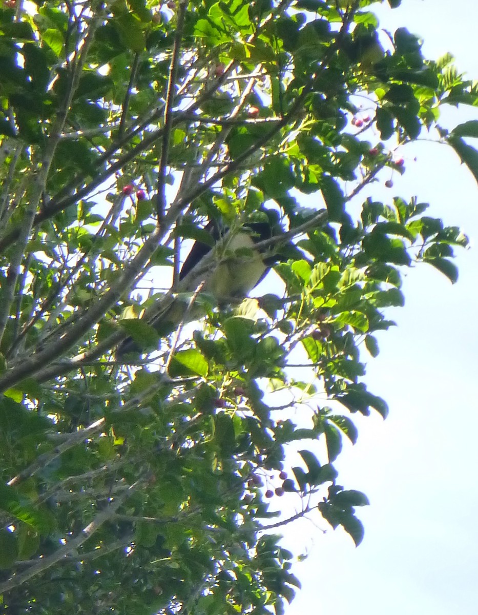 eBird Checklist - 18 Jan 2026 - Nga Manu Reserve Road - 1 species