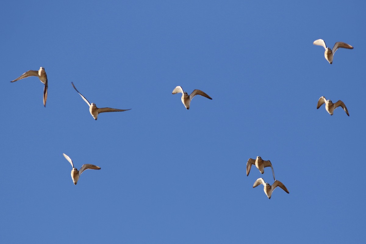 eBird Checklist - 13 Jan 2026 - Evergreen Turf Sod Farm--Tweedy/Pretzer ...