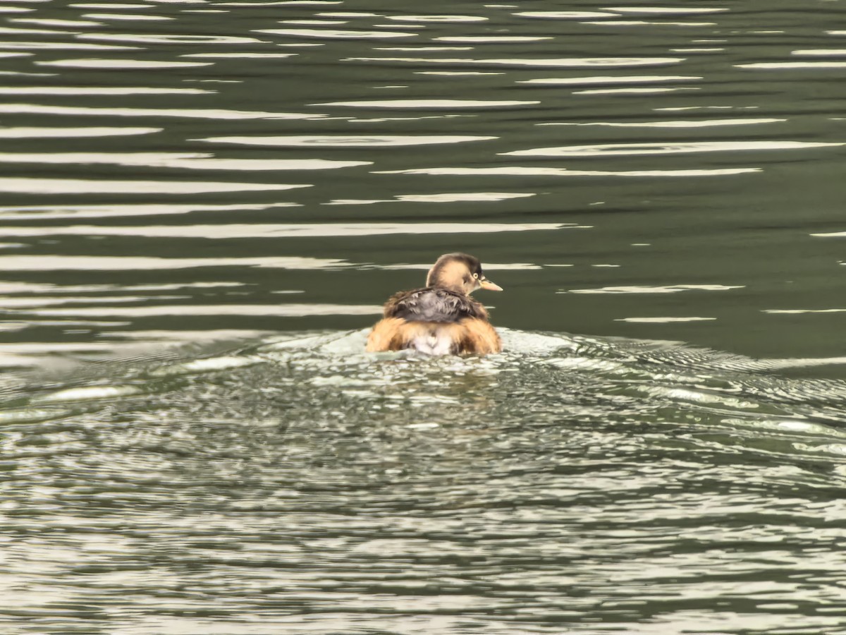 ML649112445 - Little Grebe - Macaulay Library