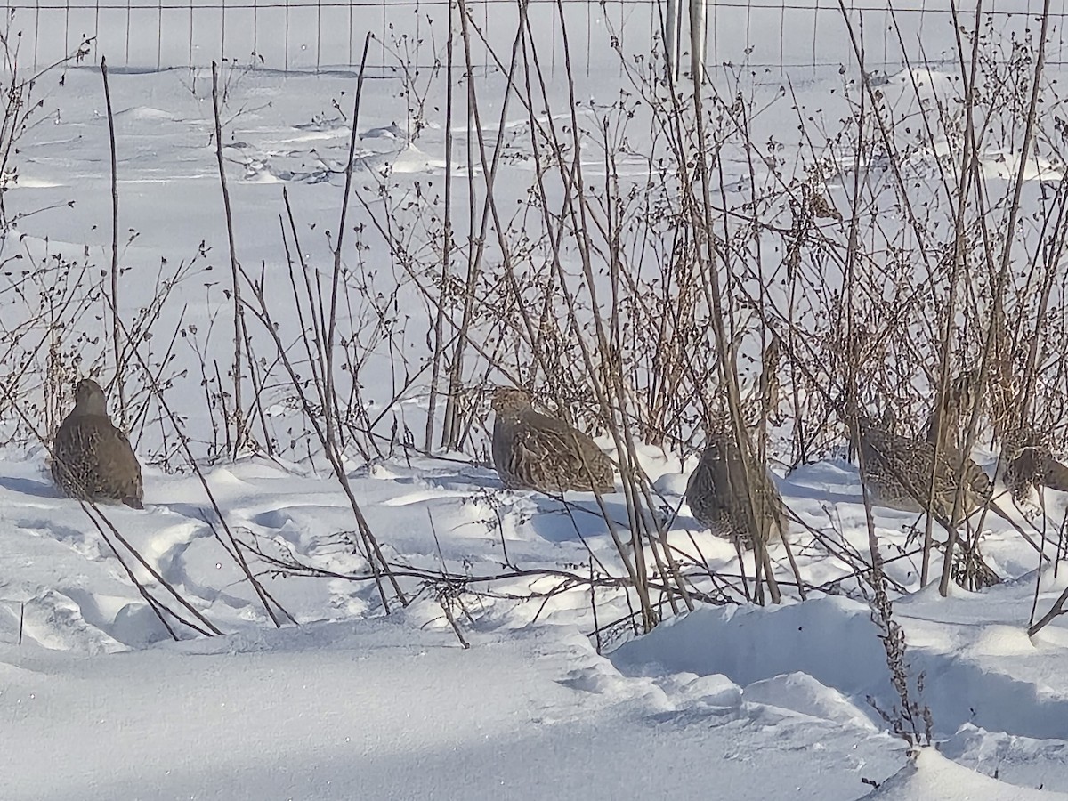 ML649121717 - Gray Partridge - Macaulay Library