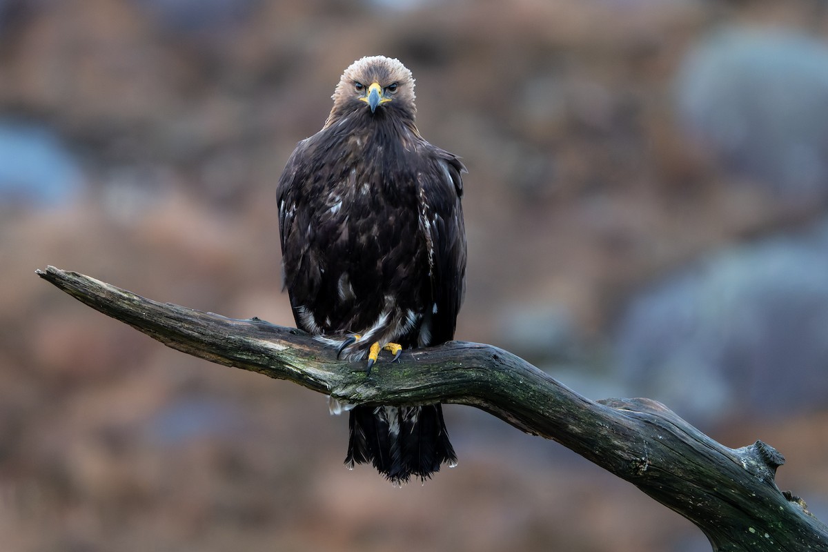 ML649122281 - Golden Eagle - Macaulay Library