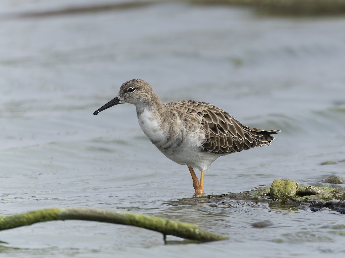 ML649122284 - Ruff - Macaulay Library