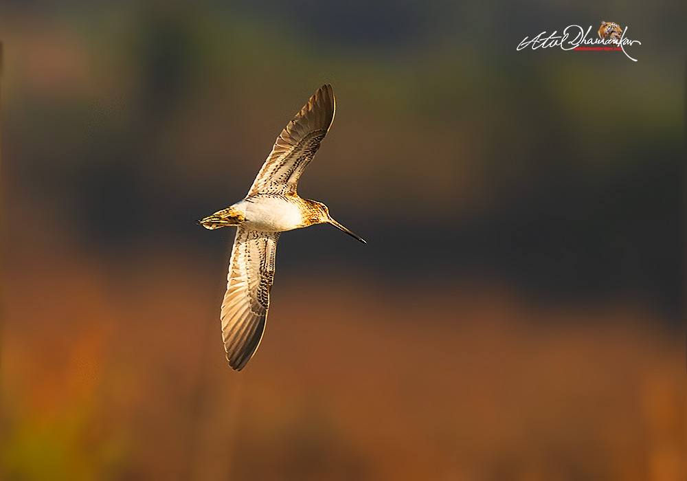 ML649125897 - Common Snipe - Macaulay Library