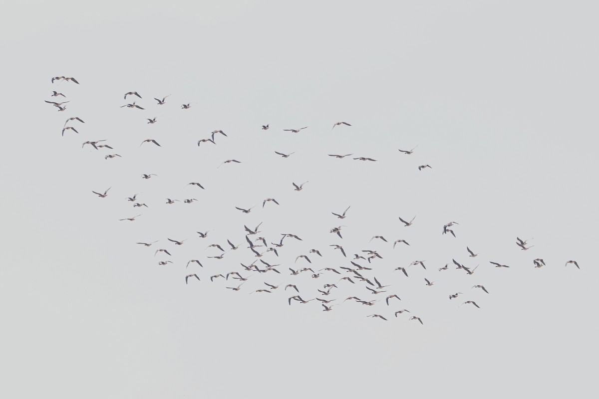 eBird Checklist - 10 Jan 2026 - Al Maha Forest--Pivot Fields (no access ...