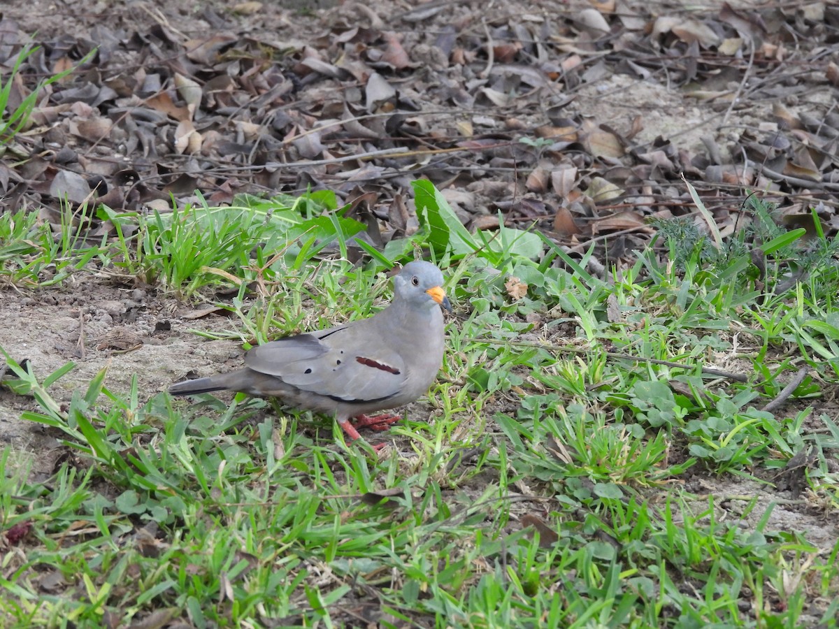 eBird Checklist - 11 Oct 2025 - Pontificia Universidad Católica del ...