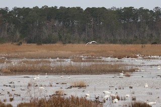 Mattamuskeet NWR, Hyde, North Carolina, United States - eBird Hotspot