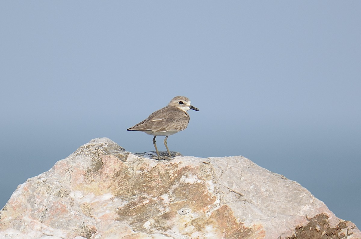 eBird Checklist - 18 Jan 2026 - Laem Phak Bia--sandspit - 21 species