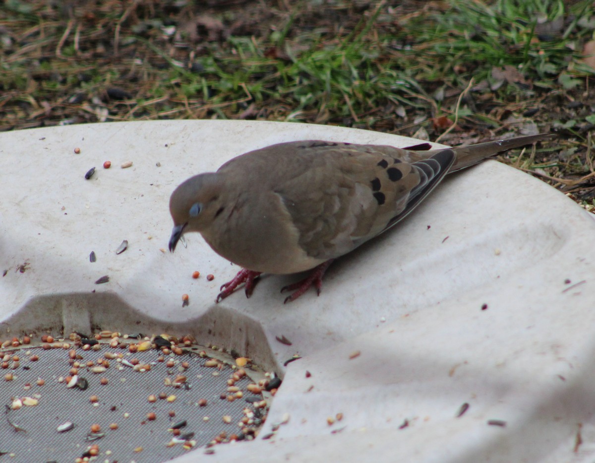 eBird Checklist - 18 Jan 2026 - MY HOUSE - 11 species