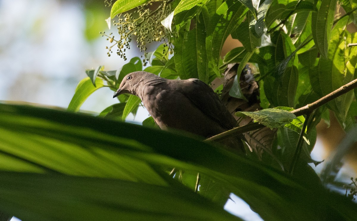 eBird Checklist - 8 Mar 2023 - Reserva Mashpi-Amagusa (Sergio y Doris ...