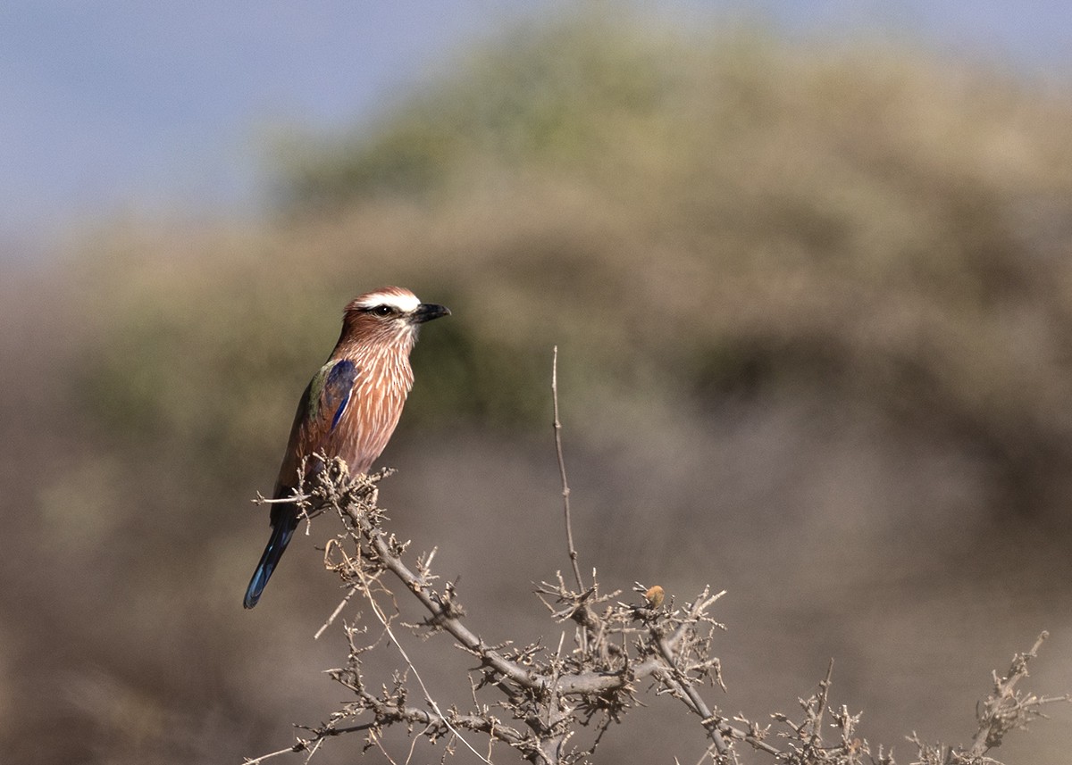 eBird Checklist - 5 Jan 2026 - Awash NP Gate, Didiga, ET - 35 species