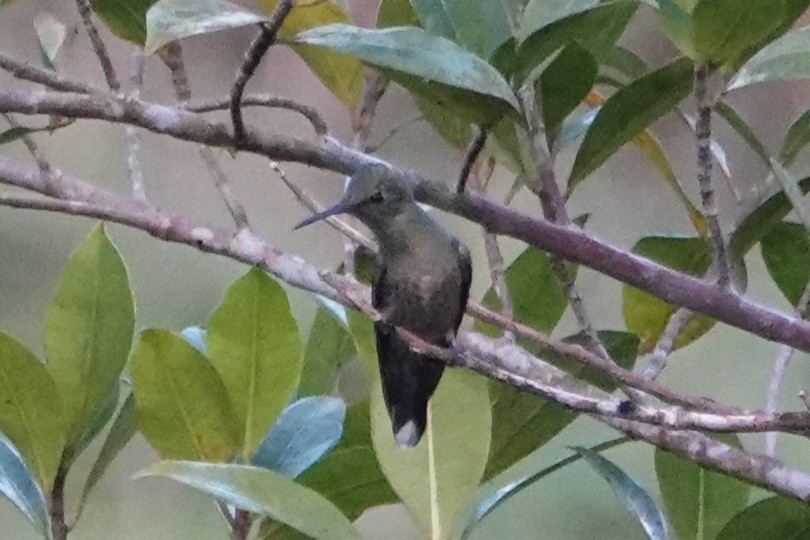 eBird Checklist - 14 Jan 2026 - Sky Adventures - Arenal Park - 22 species