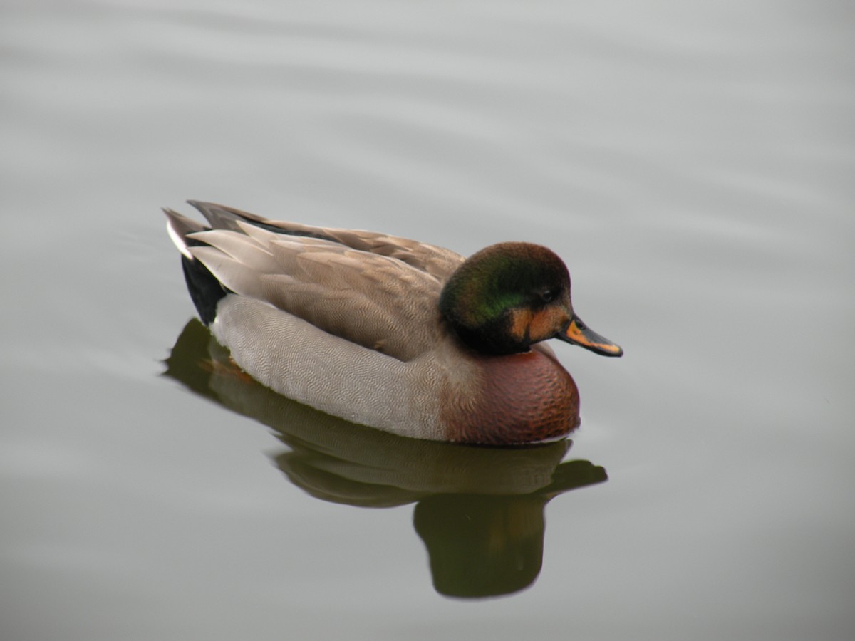 eBird Checklist - 18 Jan 2026 - Halifax Public Gardens - 2 species (+1 ...