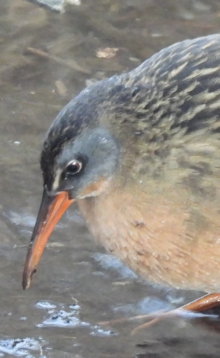 eBird Checklist - 18 Jan 2026 - Mendon Ponds Park--Quaker Pond Trail ...