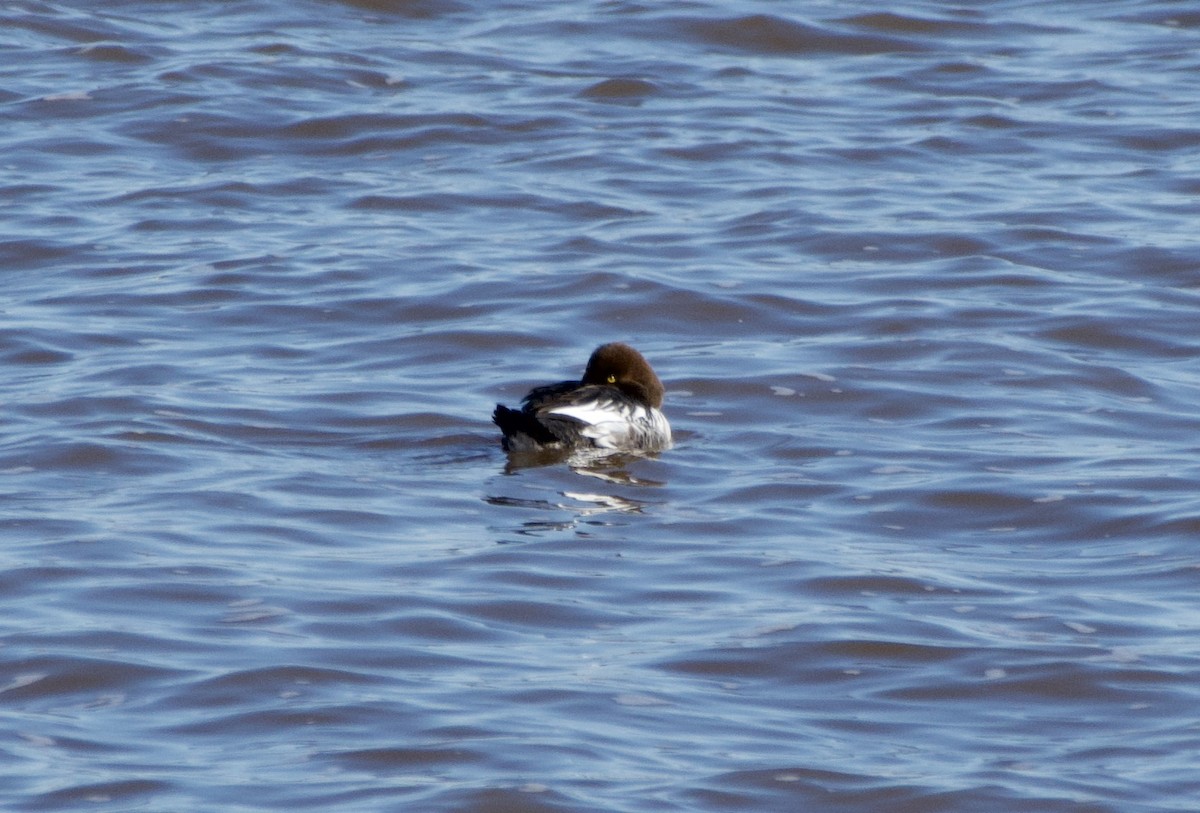 eBird Checklist - 18 Jan 2026 - Singing River Island (restricted access ...