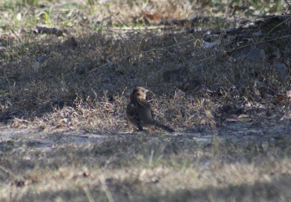 eBird Checklist - 18 Jan 2026 - White Rock Lake--Sunset Bay area - 20 ...