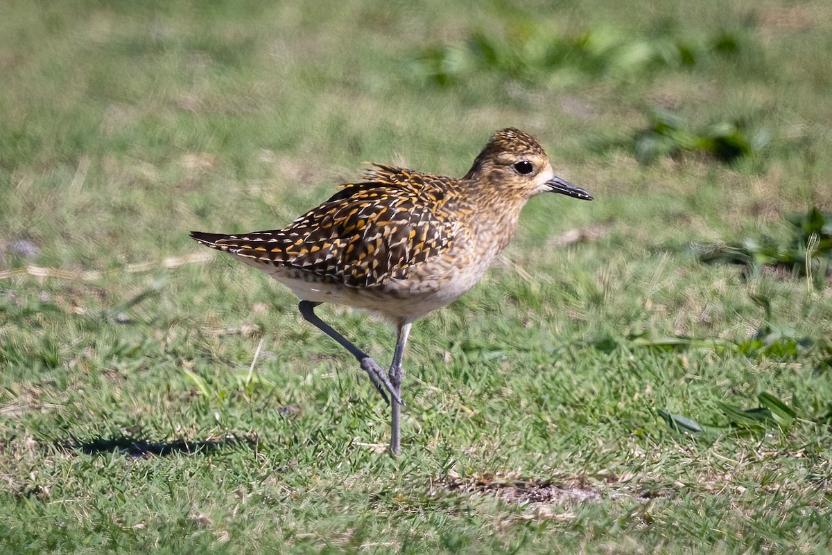 ML649154538 - Pacific Golden-Plover - Macaulay Library