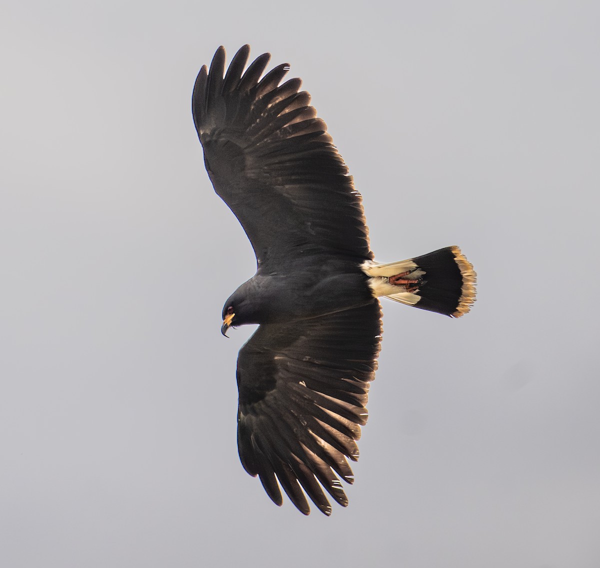 ML649159455 - Snail Kite - Macaulay Library