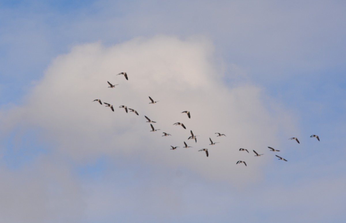 eBird Checklist - 18 Jan 2026 - General Motors Technical Center ...