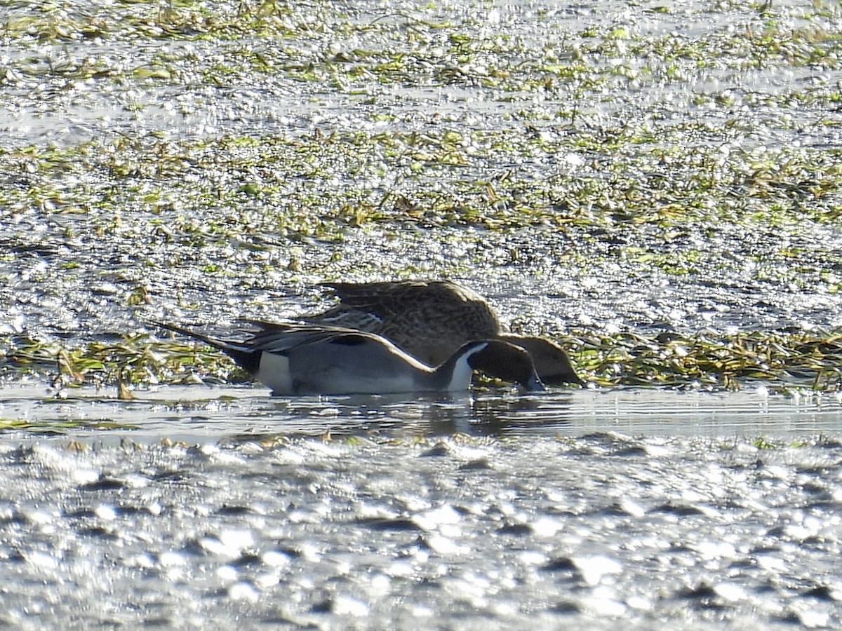 eBird Checklist - 17 Jan 2026 - Morro Bay SP--Marina/Boardwalk Trail ...