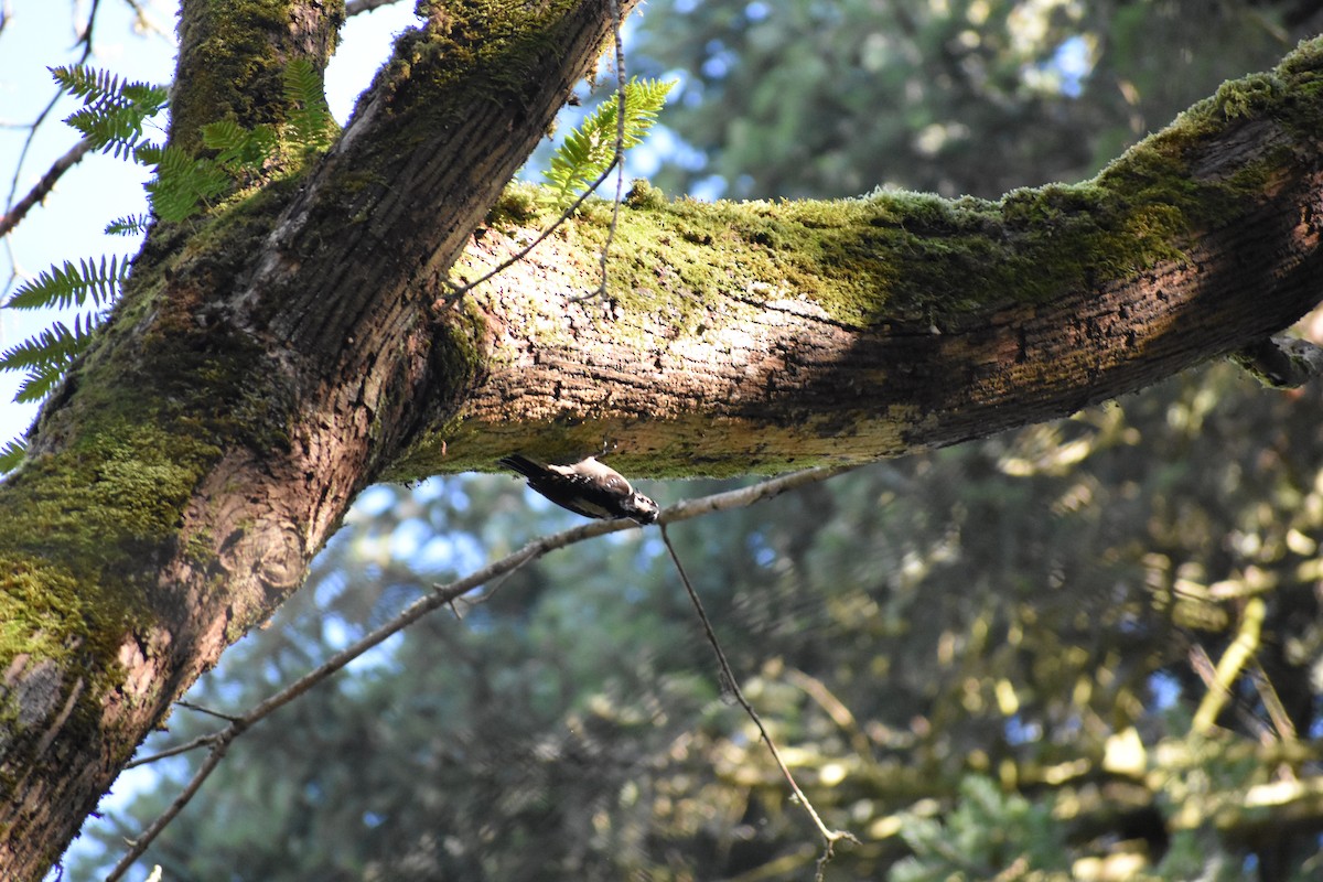 eBird Checklist - 18 Jan 2026 - Carkeek Park - 12 species
