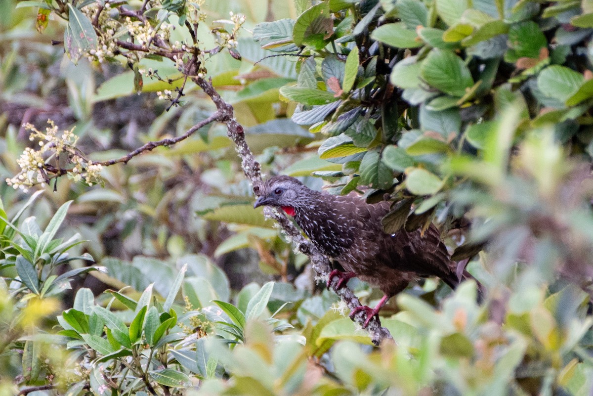 eBird Checklist - 13 Jan 2026 - Via Huacapamba - 38 species
