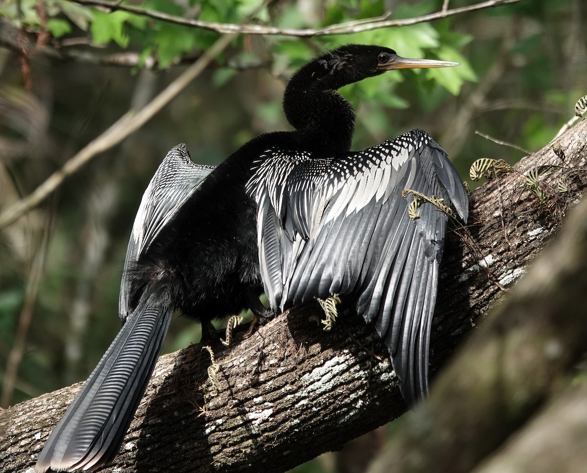 eBird Checklist - 18 Jan 2026 - Audubon Corkscrew Swamp Sanctuary - 29 ...