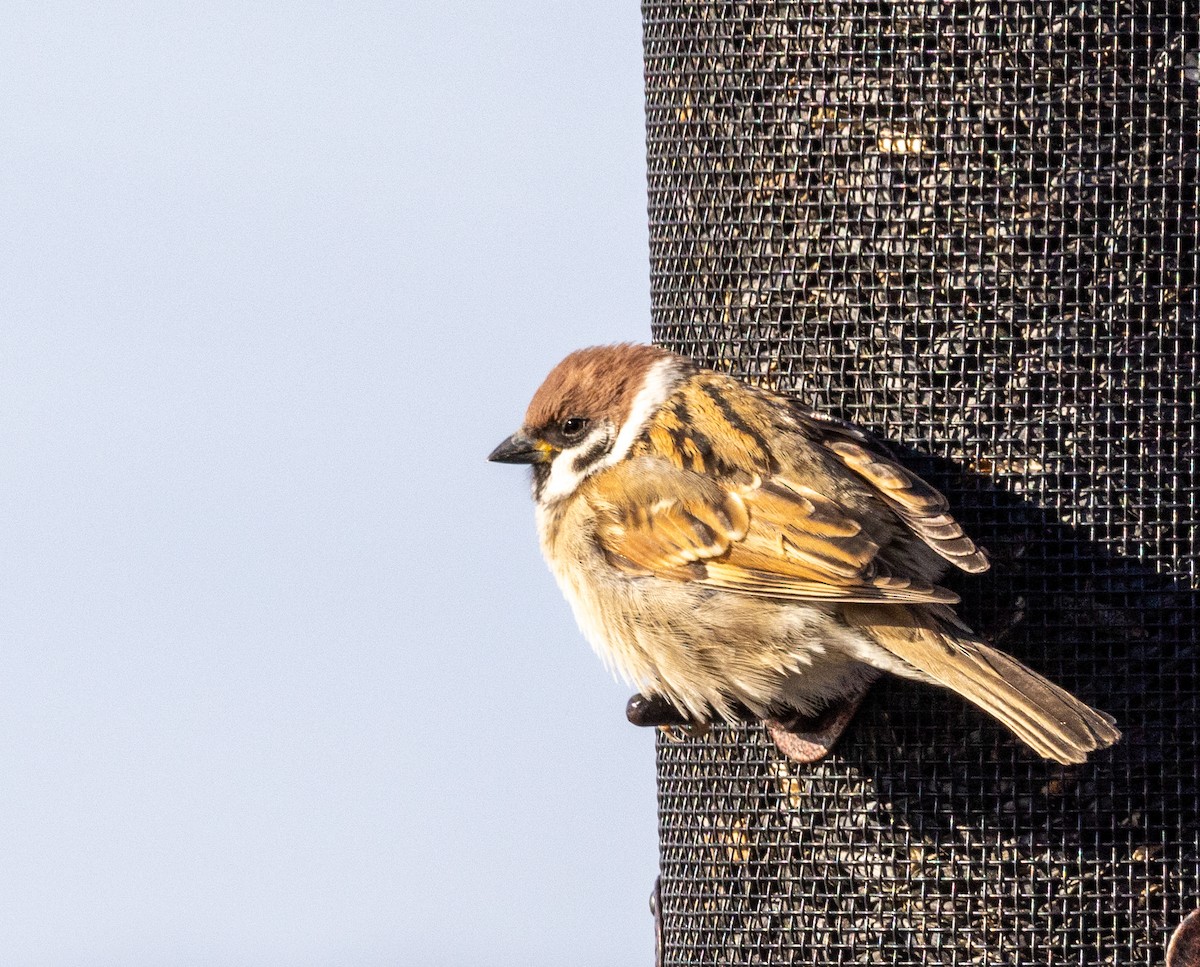 eBird Checklist - 18 Jan 2026 - Riverlands Migratory Bird Sanctuary ...