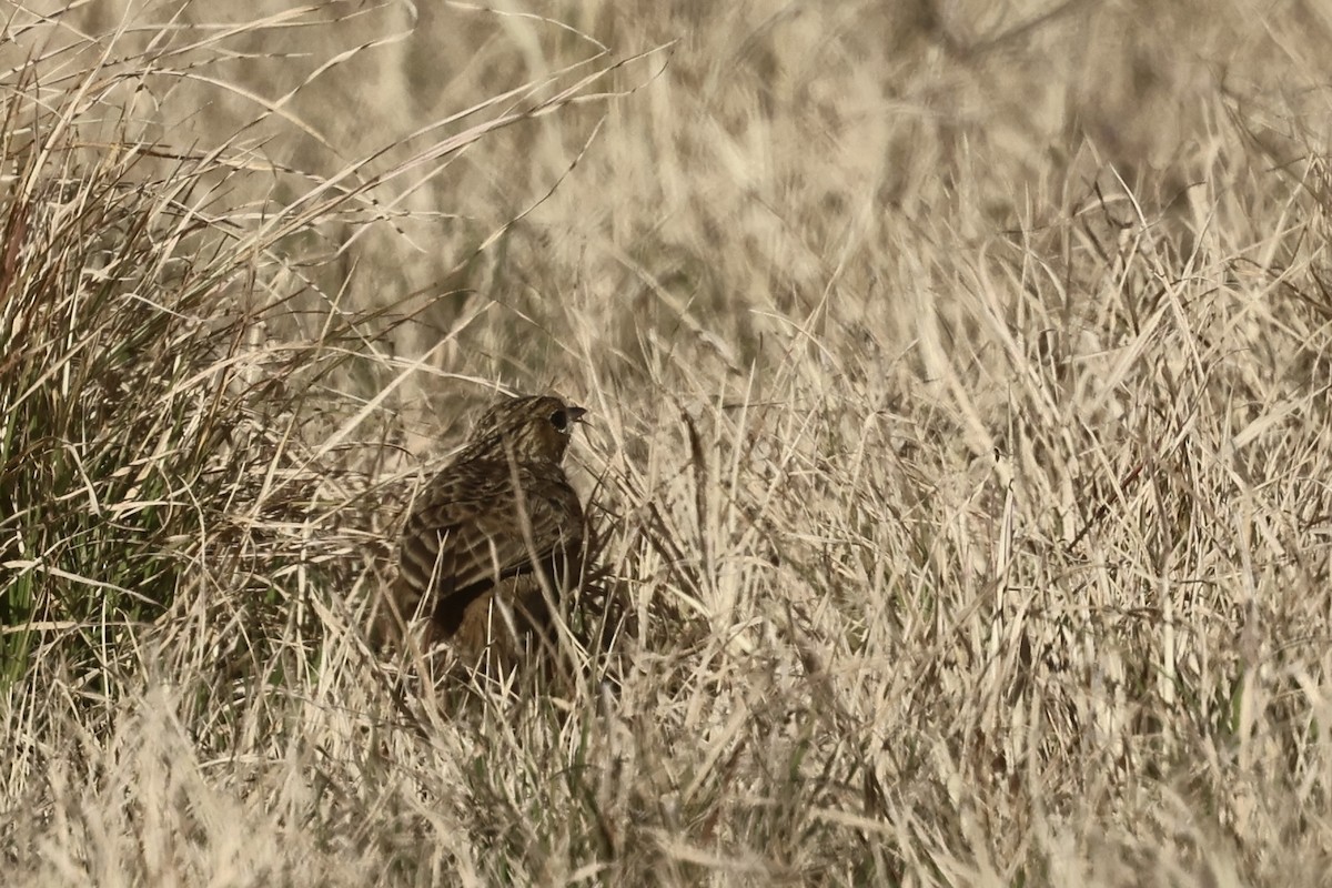eBird Checklist - 17 Jan 2026 - Hwy 115--Albright Rd. to Bowles Rd. - 5 ...