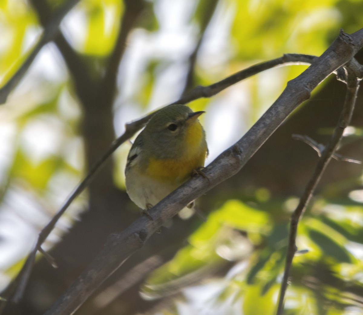 eBird Checklist - 18 Jan 2026 - Lake Skinner County Park - 72 species ...