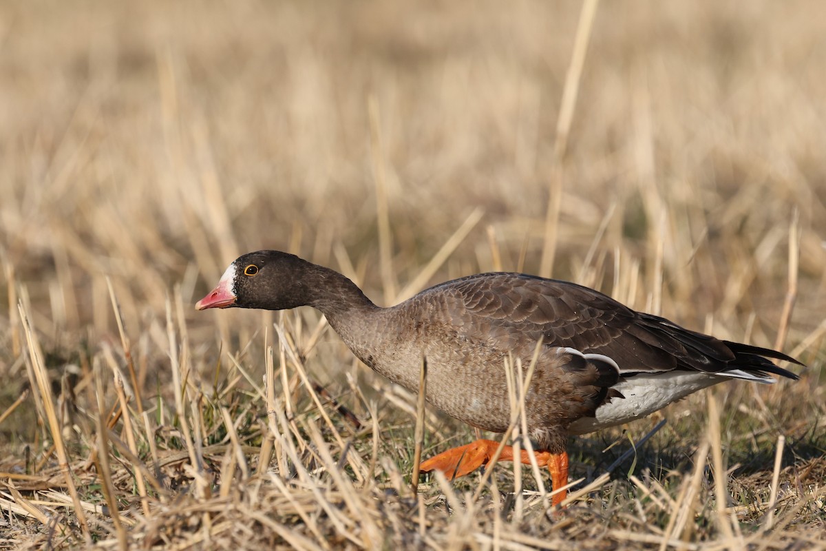 eBird Checklist - 17 Jan 2026 - 戸田市--彩湖 (Toda--Sai Lake) - 20 species