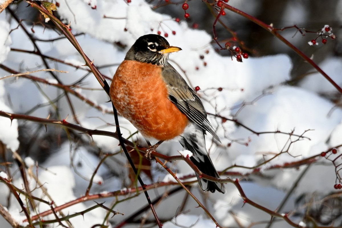 ML649221446 - American Robin - Macaulay Library