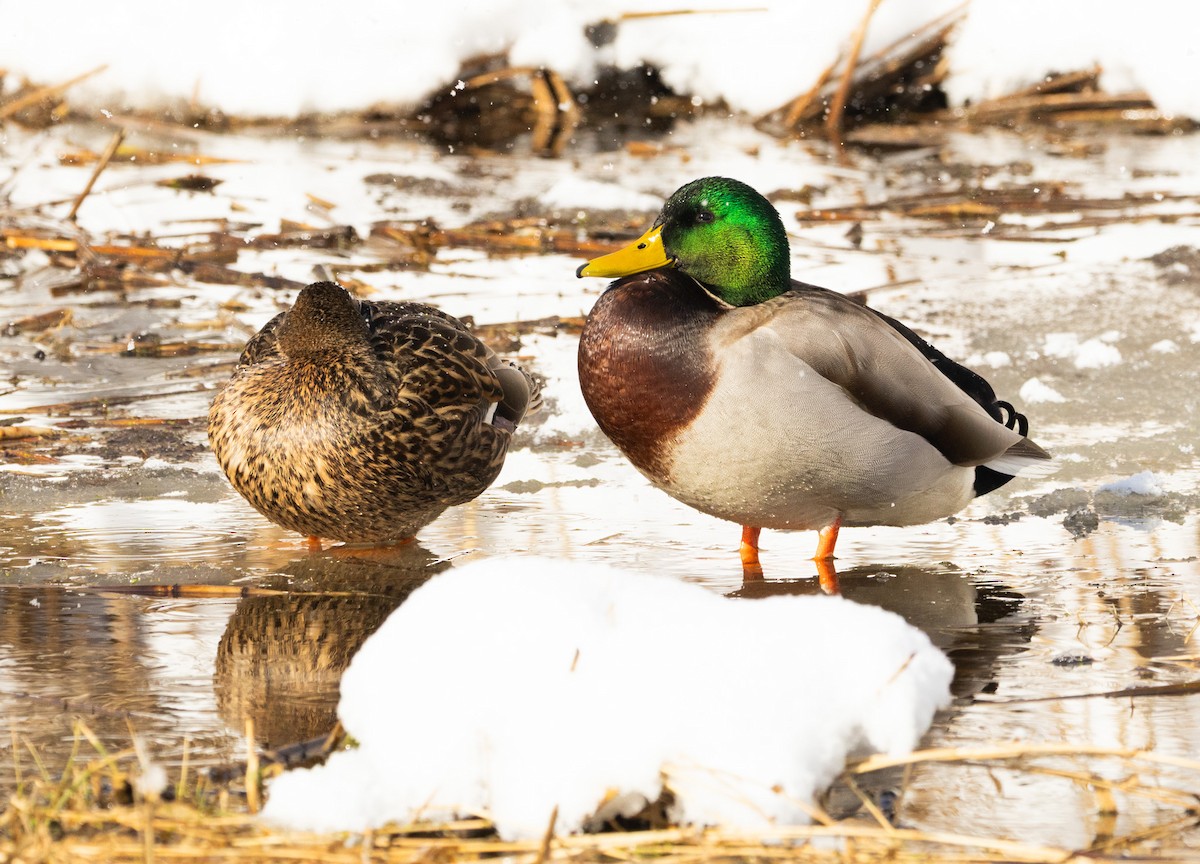 eBird Checklist - 19 Jan 2026 - Millennium Park, Boston - 13 species