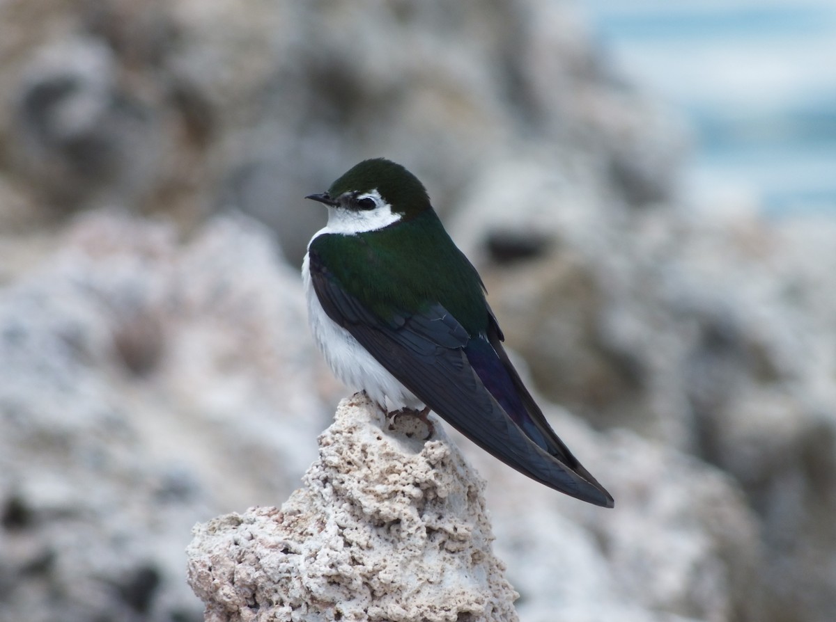 eBird Checklist - 25 May 2015 - Mono Basin Scenic Area Visitor Center ...