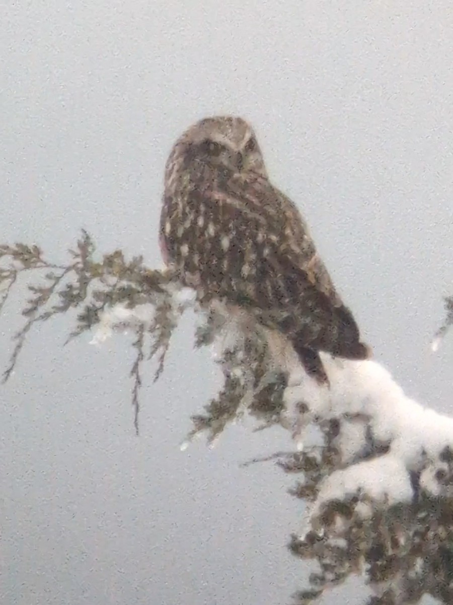 eBird Checklist - 19 Jan 2026 - Parker River NWR--North Pool Overlook ...
