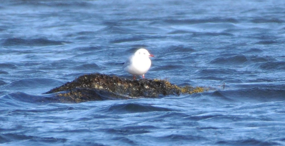 eBird Checklist - 19 Jan 2026 - Barn Island Boat Launch - 7 species