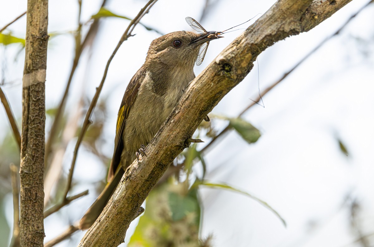 eBird Checklist - 12 Jan 2026 - Macedon Regional Park--Memorial Cross ...