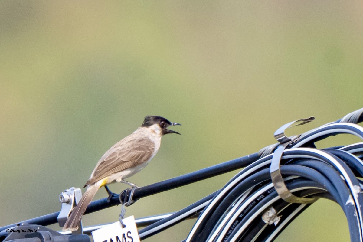 Sooty-headed Bulbul - Pycnonotus aurigaster - Media Search - Macaulay ...