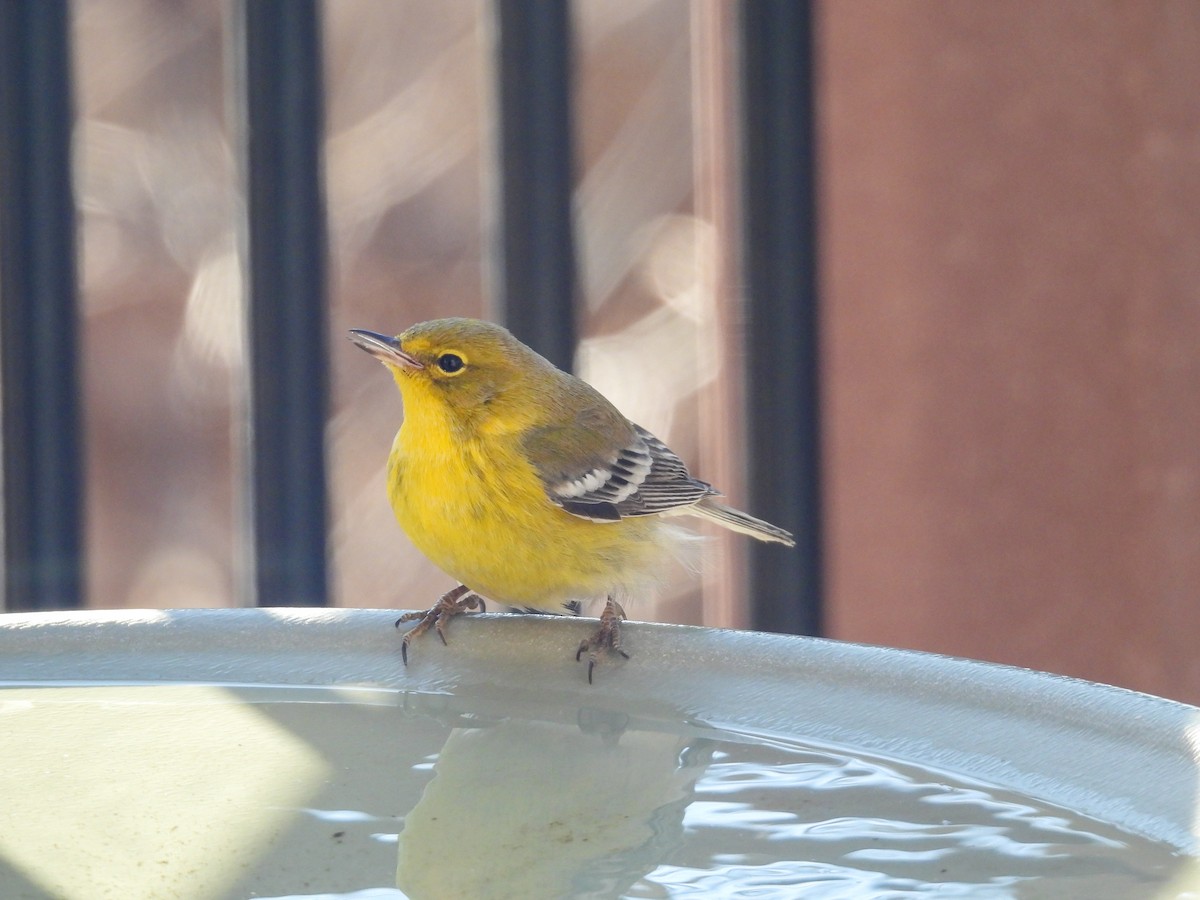 eBird Checklist - 19 Jan 2026 - Shaun/Long’s Peak - 5 species