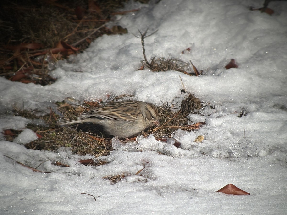 eBird Checklist - 20 Jan 2026 - Millennium Park, Boston - 10 species