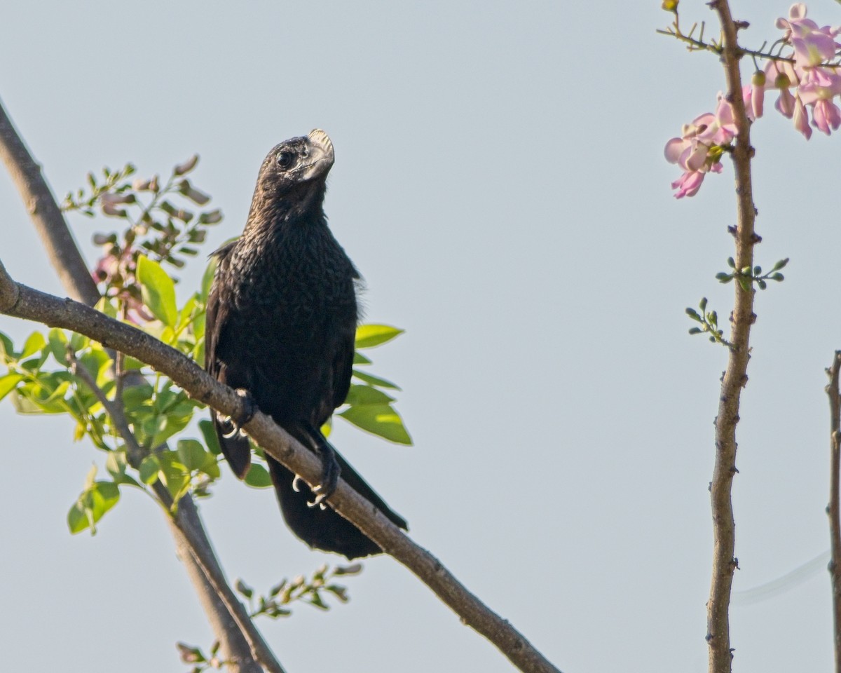 eBird Checklist - 10 Jan 2026 - Camino de Tanara - 25 species (+1 other ...