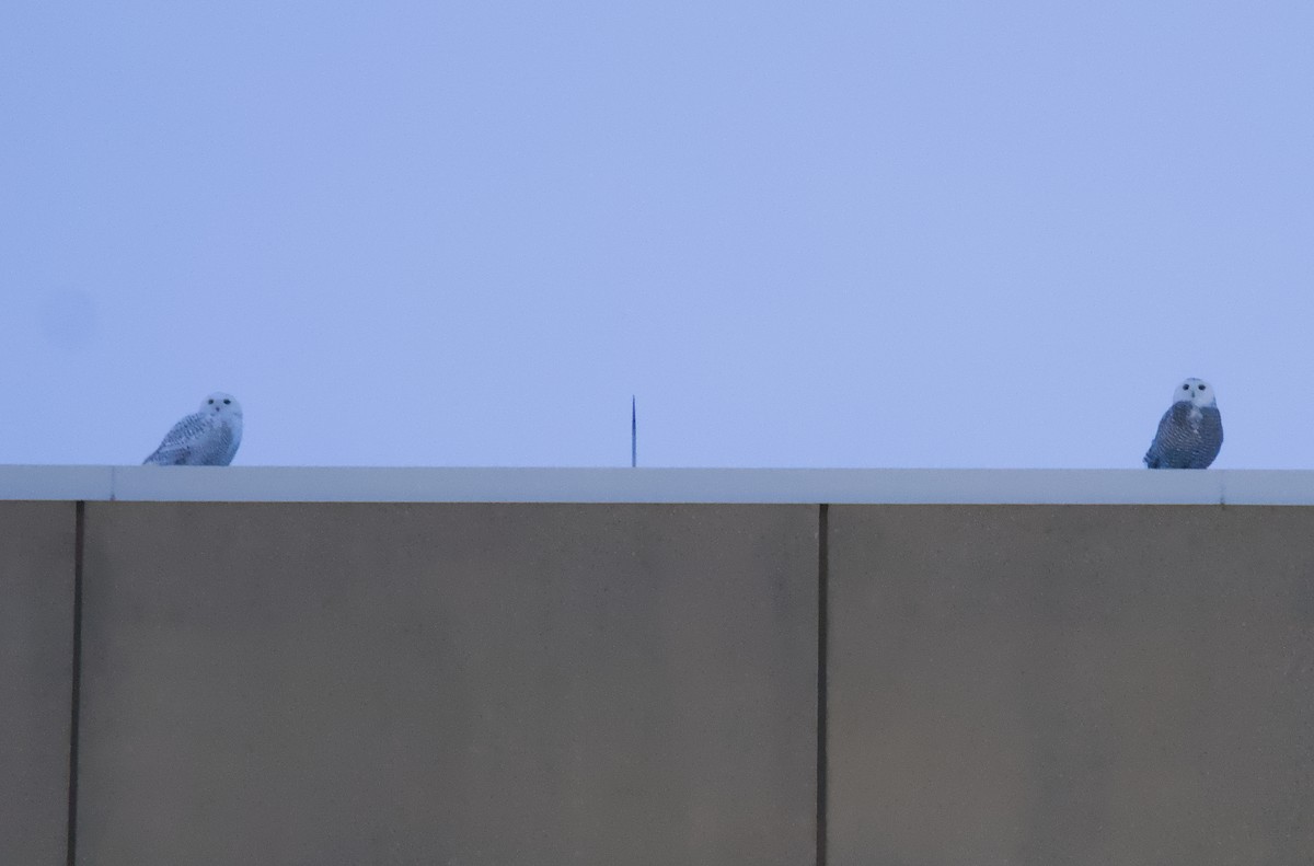 eBird Checklist - 17 Jan 2026 - MSP Aircraft Viewing Area, Cargo Rd - 1 ...