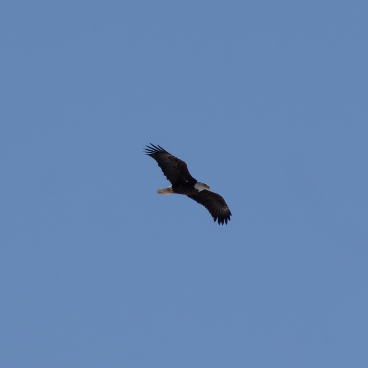 eBird Checklist - 20 Jan 2026 - Bolton Flats WMA--Bolton - 9 species